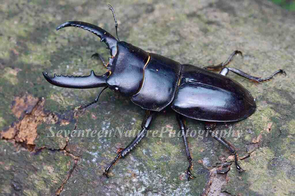 Serrognathus consentaneus in June 2023 by 石柒 · iNaturalist