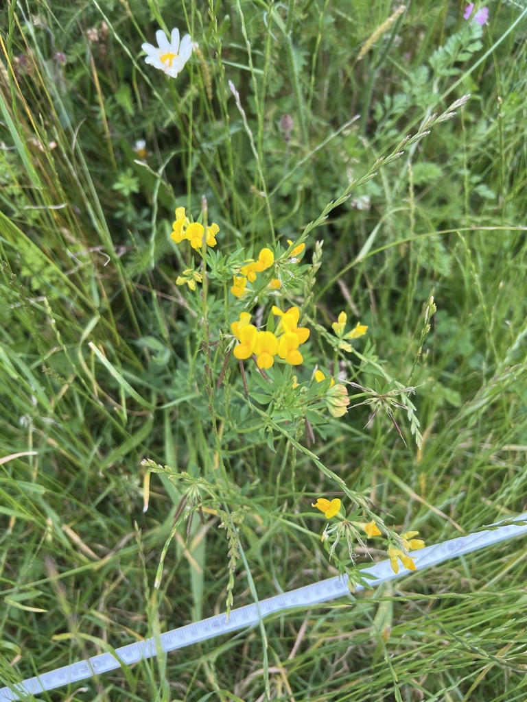 narrow-leaf bird's-foot trefoil from Heaton Park, Newcastle Upon Tyne ...