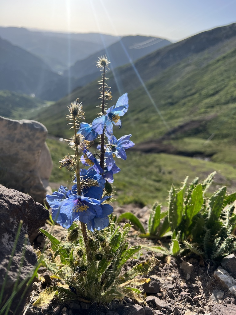 Meconopsis racemosa from 囊谦县, 玉树藏族自治州, 青海省, CN on July 8, 2022 at 08:12 ...