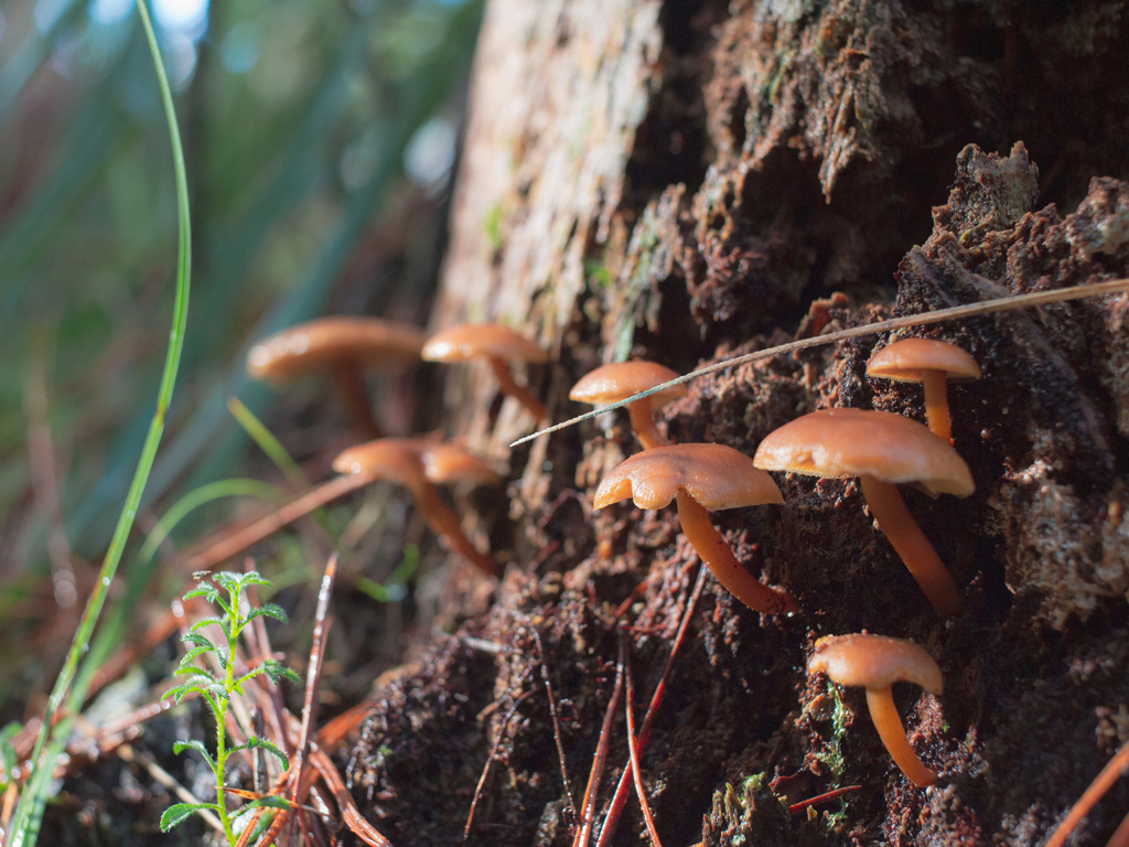 Fungi Including Lichens from Riverhead, New Zealand on July 2, 2023 at ...
