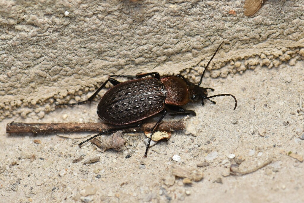 Carabus tuberculosus from 대한민국 강원도 횡성군 안흥면 on June 19, 2023 at 08:50 PM by Wonwoong Kim ...