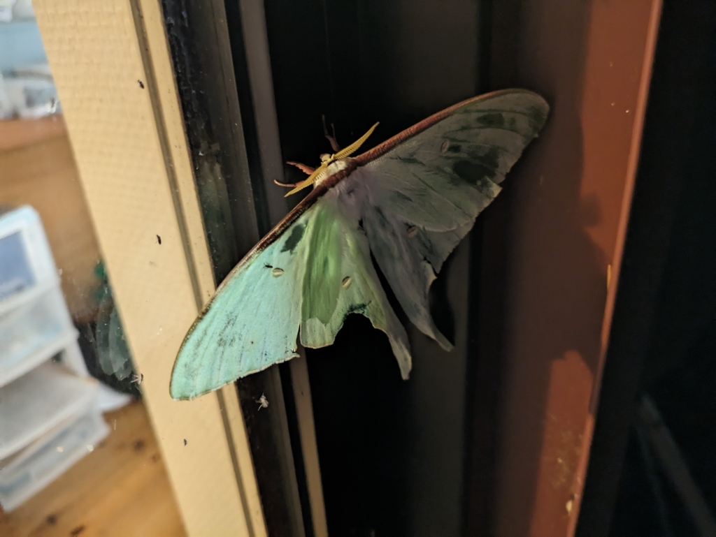 Japanese Moon Moth from 294 Miyako, Chitose, Hokkaido 066-0003, Japan ...