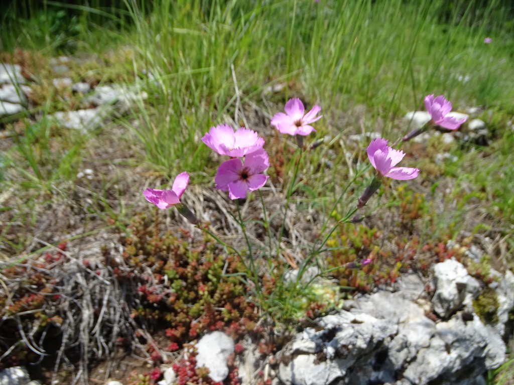Wood Pink from Isère, Rhône-Alpes, France on June 18, 2023 at 12:37 PM by ferlay myriam. un peu ...