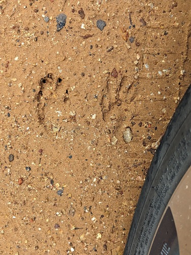 Raccoon Tracks – NatureTracking