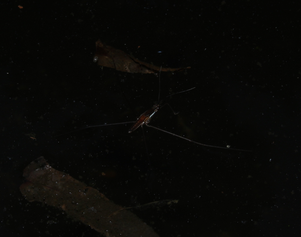 Limnometra from Trương Định, Phường Bến Thành, Quận 1, Thành phố Hồ Chí ...