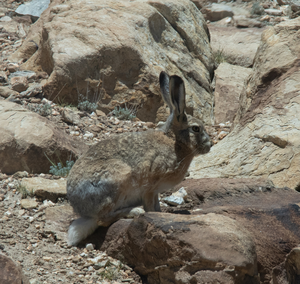 Woolly Hare from Hanle 194404 on June 21, 2023 at 11:32 AM by Sathya ...