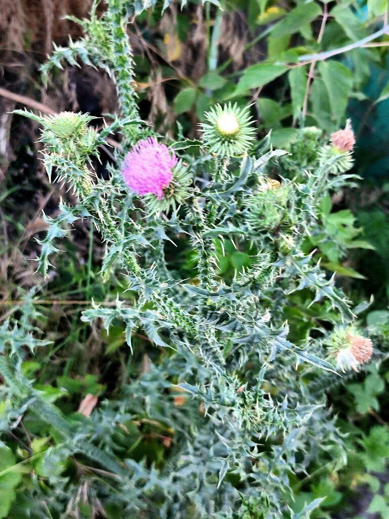 Broad-winged Thistle by Анастасія Соловйова · iNaturalist