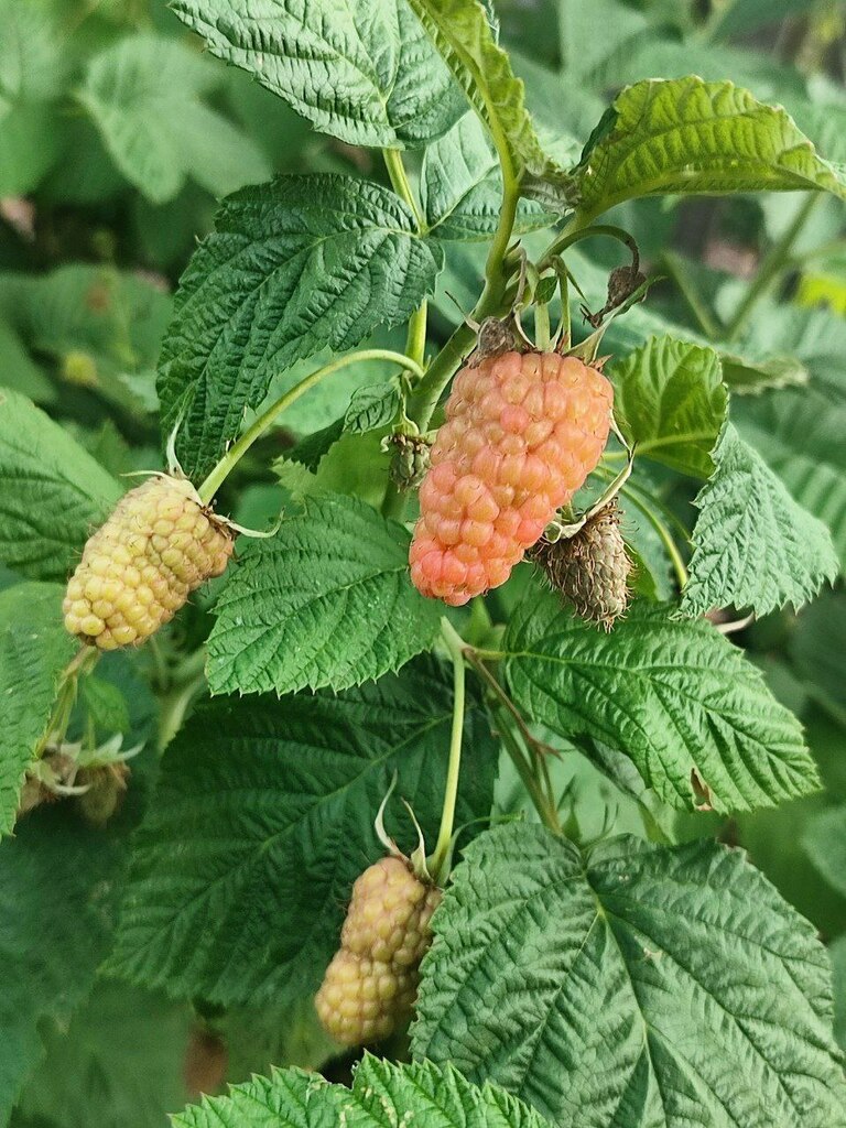 red raspberry by Анастасія Соловйова · iNaturalist
