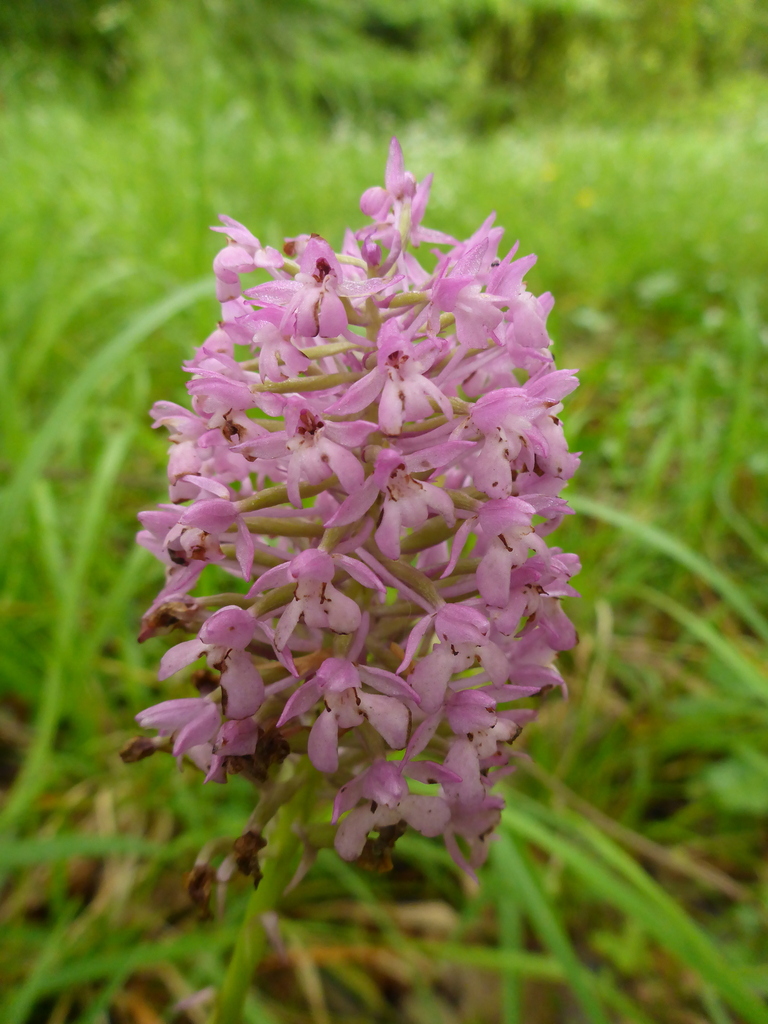 pyramidal orchid in May 2023 by wojtest · iNaturalist