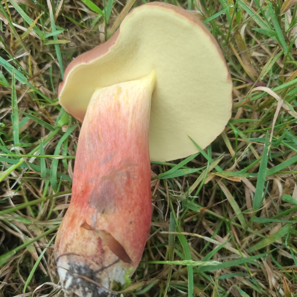 two-colored bolete in July 2023 by Jonathan Scooby Bolha · iNaturalist