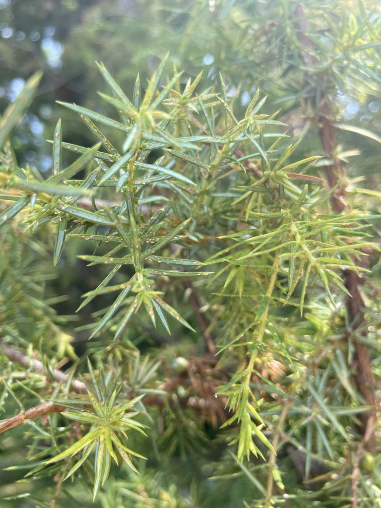 common juniper from Національний Ботанічний сад ім.М.М.Гришка НАН ...