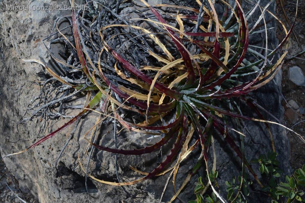 Texas False Agave from Bustamante, Nuevo Leon, México on January 30 ...