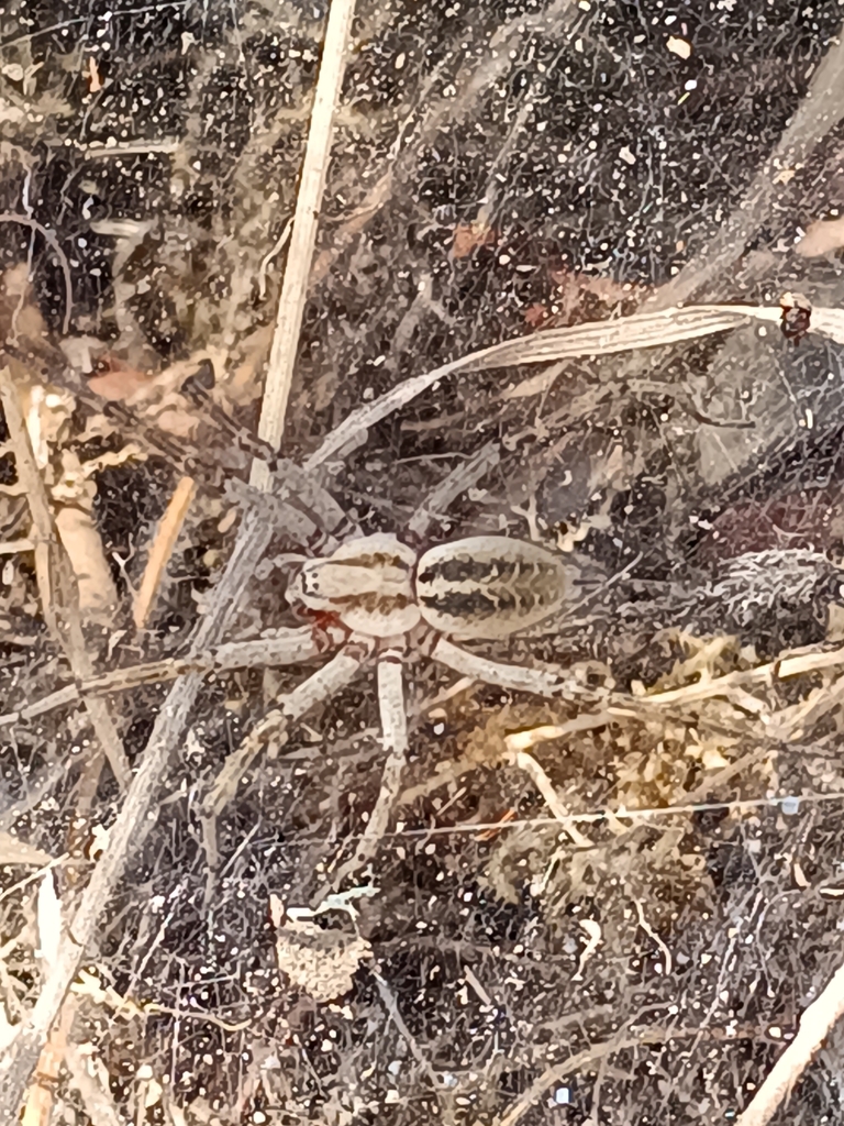 Labyrinth spider from 7875 Santo Amador, Portugal on July 6, 2023 at 12 ...
