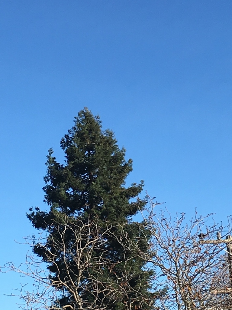 conifers from 2023 Delaware St, Berkeley, CA, US on December 31, 2018 ...