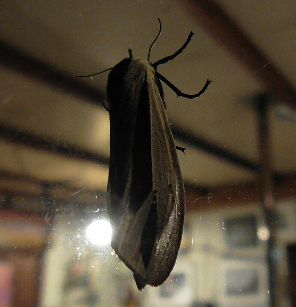 Baphomet Moth from Watsonville QLD 4887, Australia on July 7, 2023 at ...