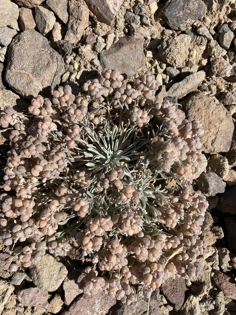 Rollins' Twinpod in July 2023 by Eileen K. Brandon · iNaturalist