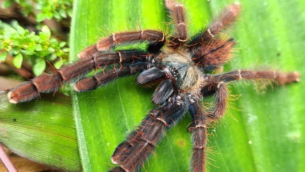 Phormingochilus from Tawau Hills Park on May 29, 2022 by Siang Liang ...