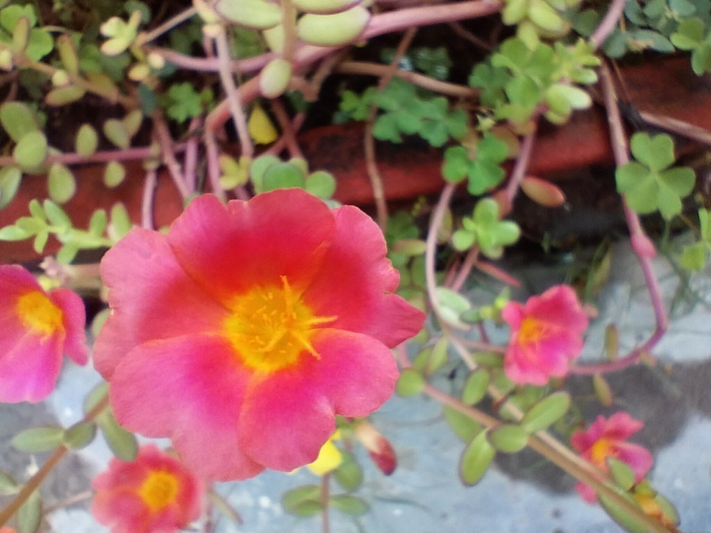 wingpod purslane from GNFC Twp, Bharuch, Gujarat, India on July 6, 2023 ...