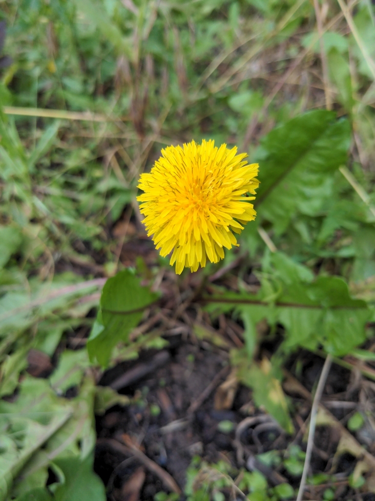 common dandelion from Boulder on July 6, 2023 at 11:24 AM by Bill West ...