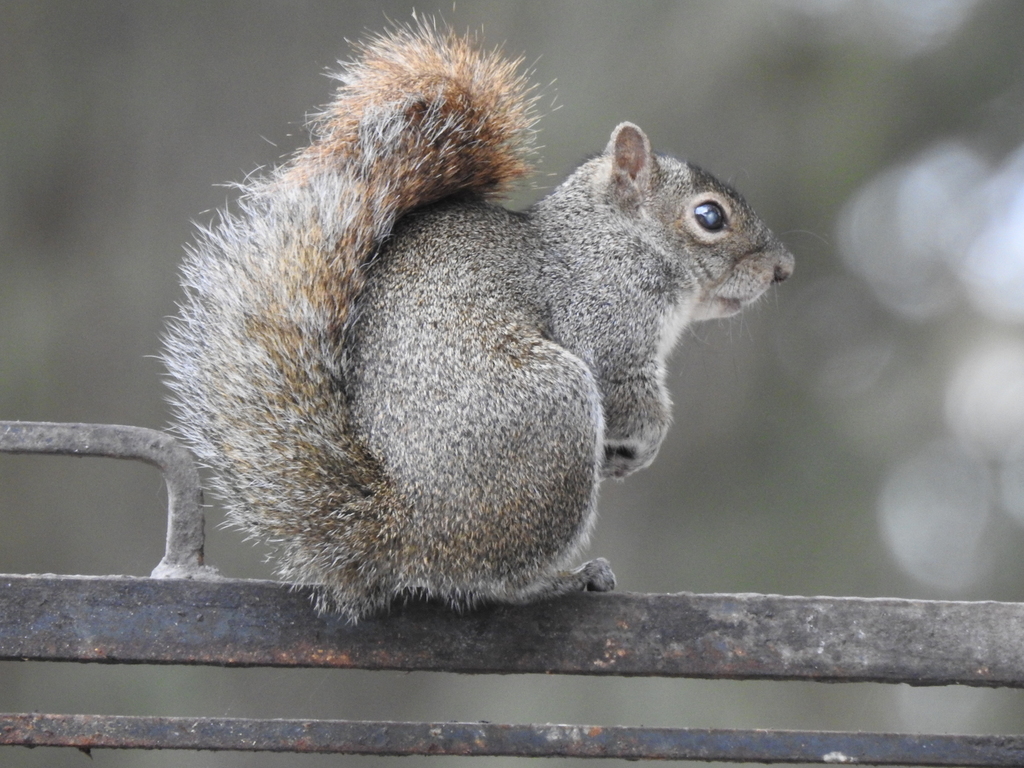 Allen's Squirrel from Sin Nombre de Col 30, Guadalupe, N.L., México on ...