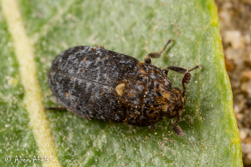 Hide and Tallow Dermestid (Dermestes talpinus) · iNaturalist