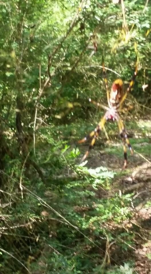 Golden Silk Spider from 139 Still Creek Loop, Millbrook, AL, US on ...