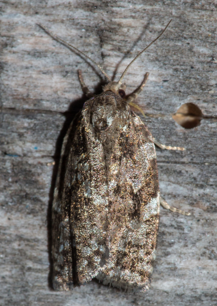 Spruce Budworm Moth from Washington County, VT, USA on July 5, 2023 at ...