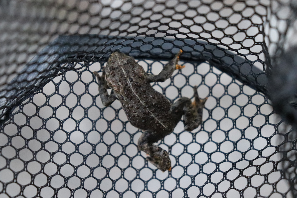 Western Toad from Denny Creek Rd, Montana 59758, USA on June 28, 2023 ...