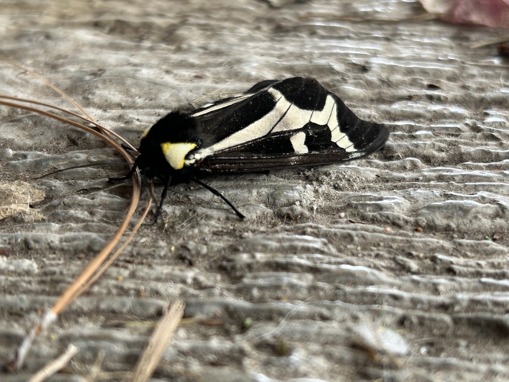 Northern Giant Flag Moth from Calle Domingo Arenas, Tlaxco, Tlaxcala ...