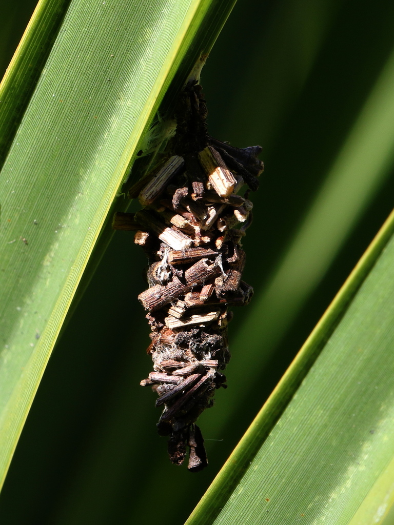 Abbot's Bagworm Moth from Palm Beach County, FL, USA on December 22 ...