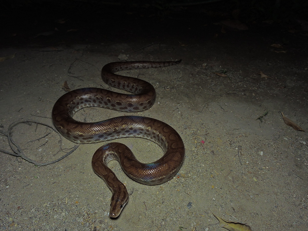 Brown Rainbow Boa from Tunapuna/Piarco Regional Corporation, Trinidad ...