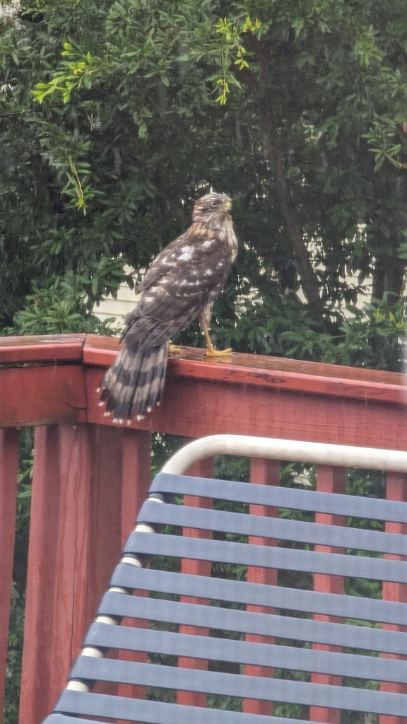 Cooper's Hawk from Briarforest, Houston, TX, USA on July 6, 2023 at 02: ...