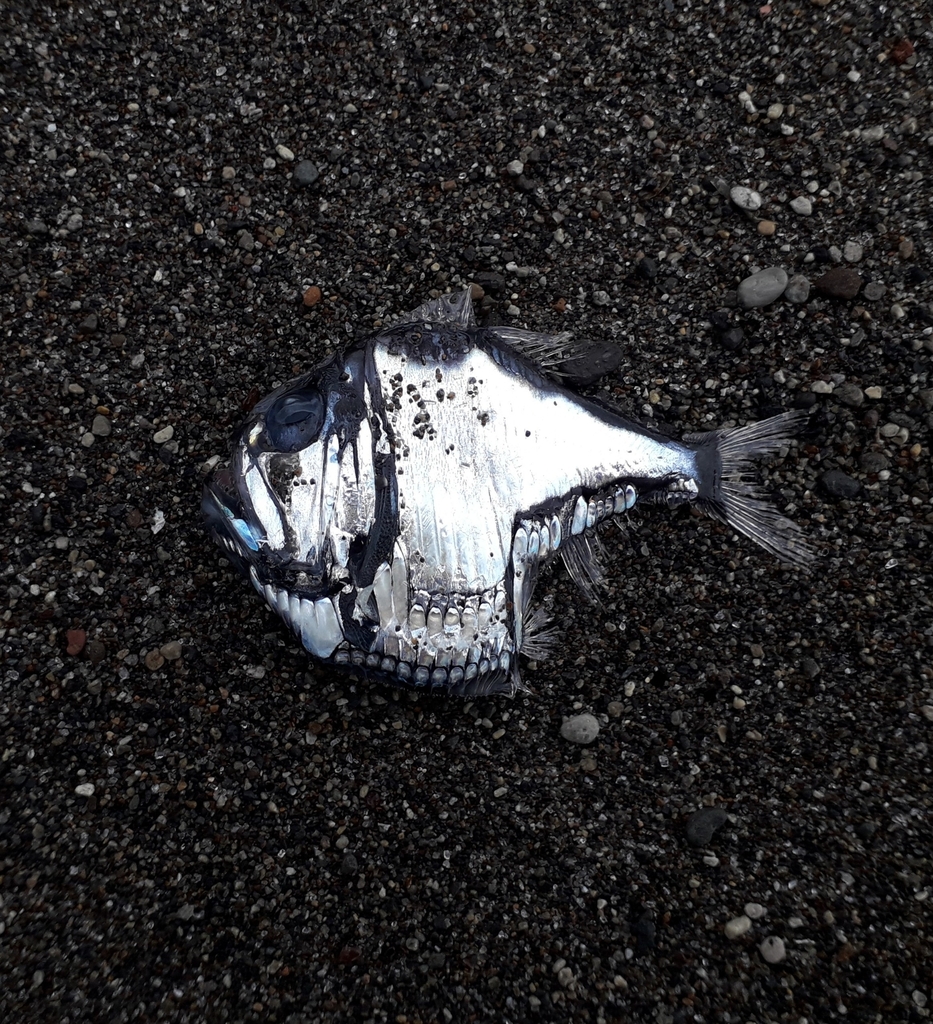 Atlantic Silver Hatchetfish from Ribeira Seca, 9600, Portogallo on July ...