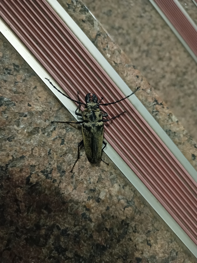 Trictenotoma formosana from 427台灣台中市潭子區家興里 on July 6, 2023 at 09:27 PM ...