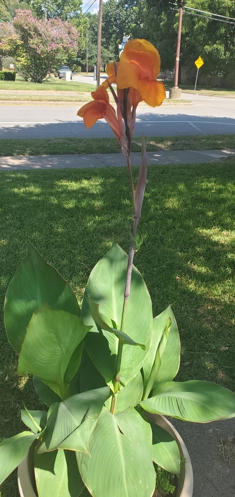 Canna Lilies from Dallas, TX 75232, USA on July 6, 2023 at 03:50 PM by ...
