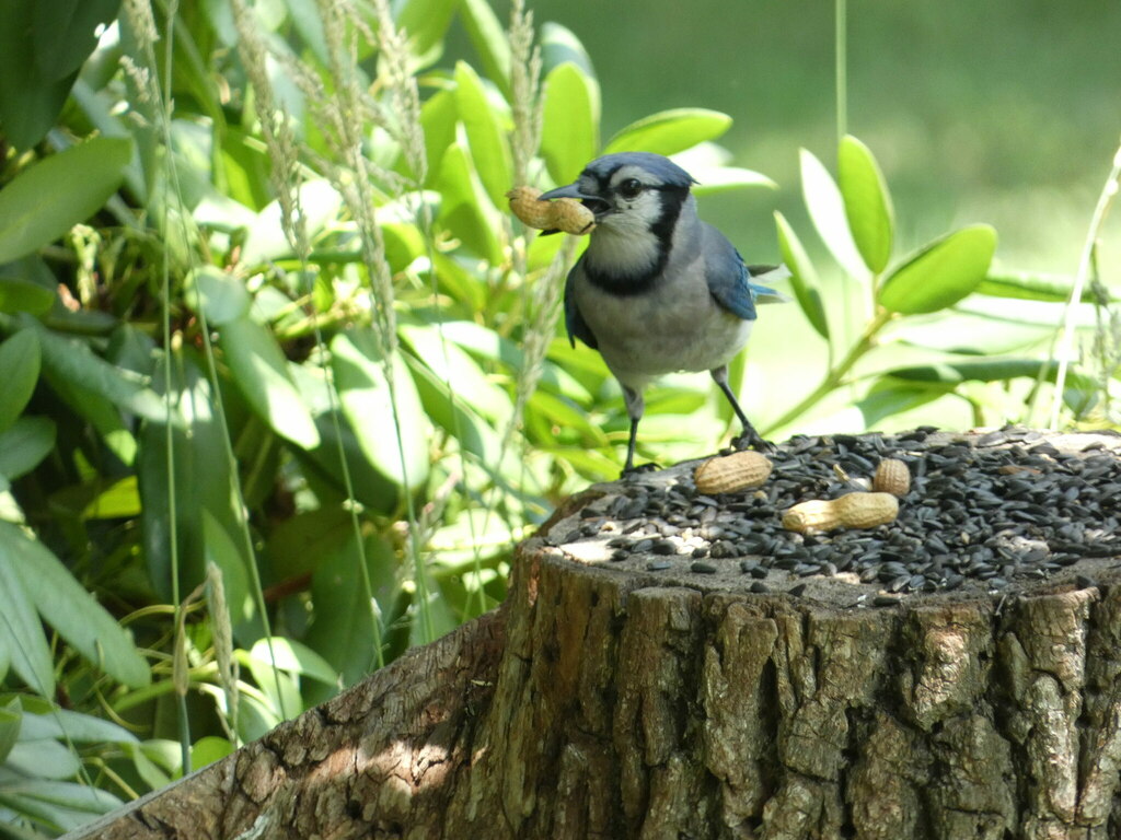 Blue Jay from Venango County, PA, USA on July 6, 2023 at 11:09 AM by ...