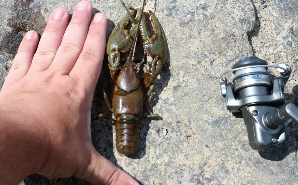 Big Water Crayfish from Oil City, PA 16301, USA on July 6, 2023 at 03:07 PM by brandonh1 ...