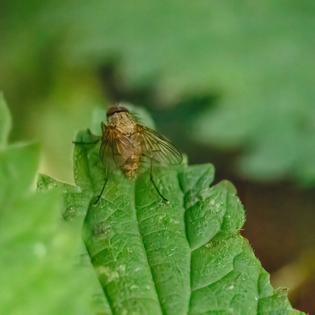 Calyptrate Flies from 6640 Lunderskov, Danmark on July 6, 2023 at 05:30 ...