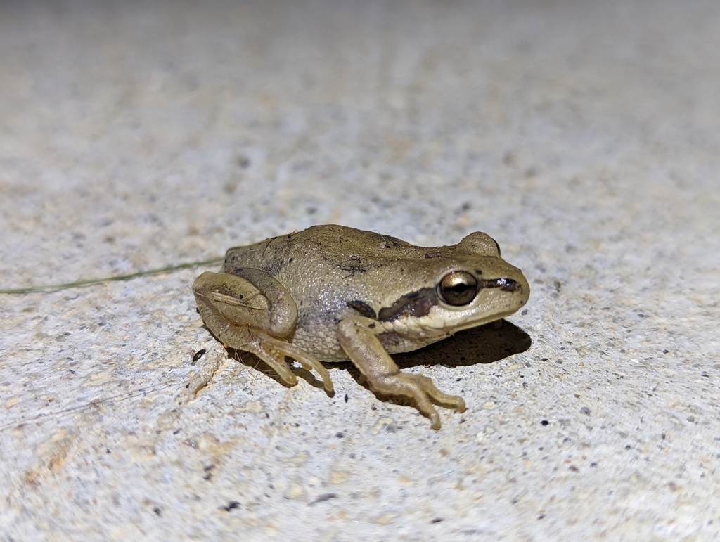 Victoria Frog from Nanima NSW 2582, Australia on July 4, 2023 at 10:32 ...