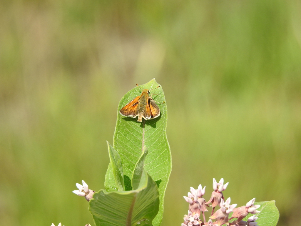 Ottoe Skipper in July 2023 by Josh Angell · iNaturalist