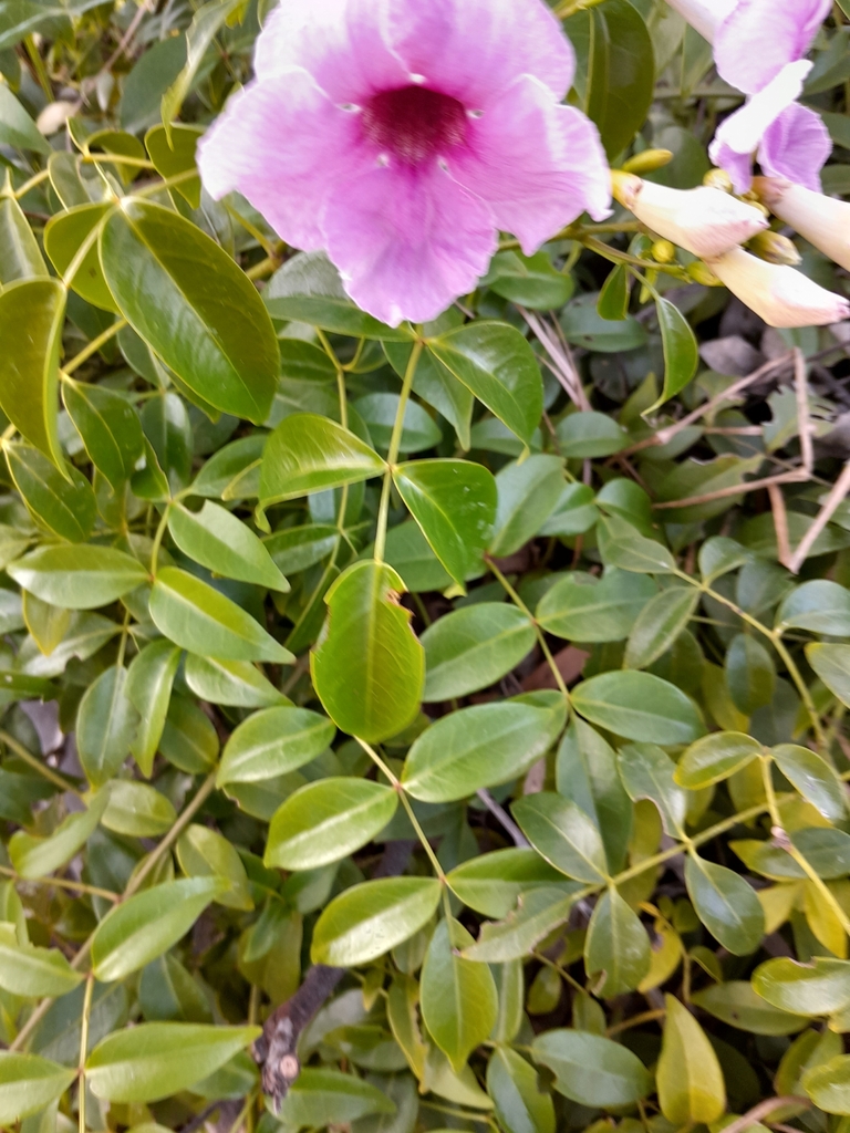 Bower Plant from Park Avenue QLD 4701, Australia on July 7, 2023 at 09: ...