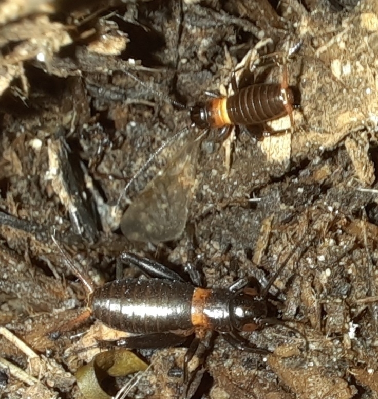 Fall Field Cricket from Beechwood, Rochester, NY 14609, USA on July 6 ...