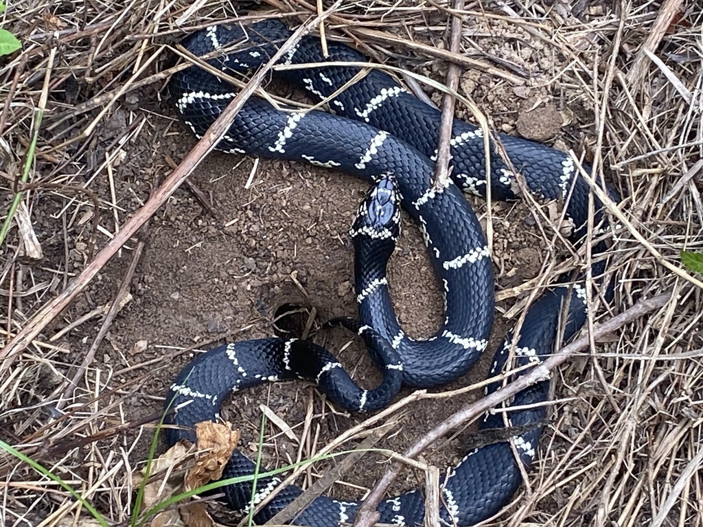 Eastern Kingsnake in July 2023 by Lenny Lampel · iNaturalist