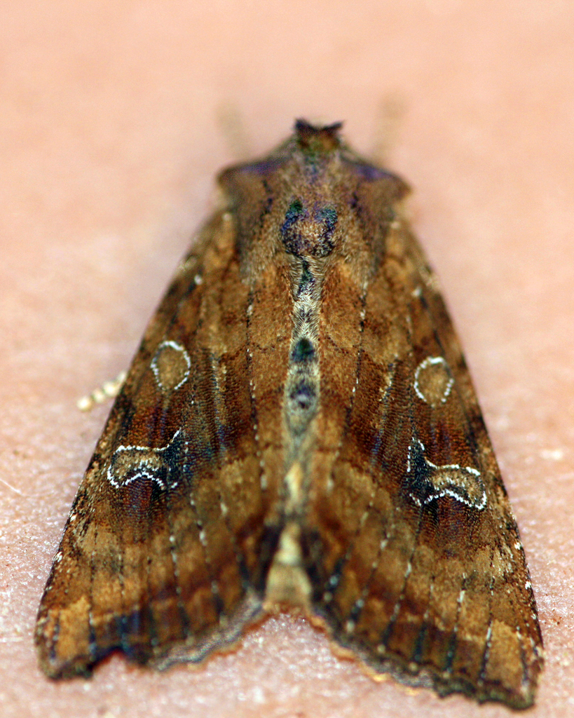 Veiled Ear Moth in July 2023 by thyger · iNaturalist