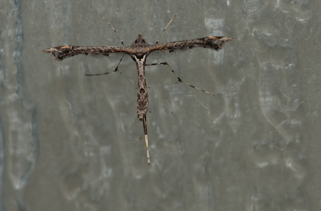 Sage Plume Moth in July 2023 by naturephotosuze · iNaturalist