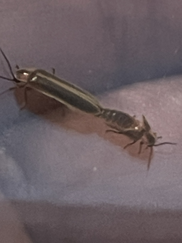 Pine barrens firefly from Fort C.F. Smith Park, Arlington, VA, US on ...