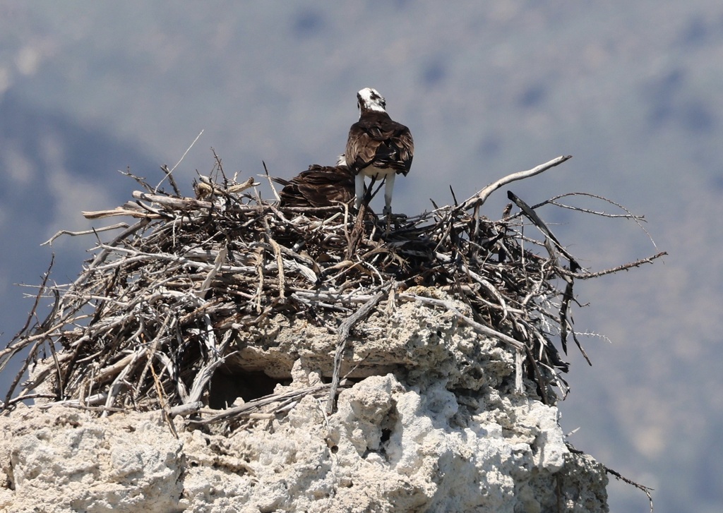 Osprey from Mono County, CA, USA on July 6, 2023 at 11:10 AM by Jaymee ...
