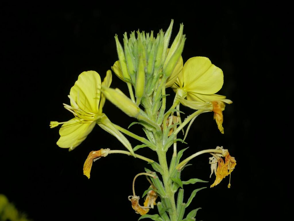 Welsh evening-primrose from Ludwigsburg, Deutschland on July 6, 2023 at ...