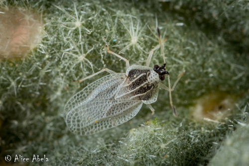 Genus Gargaphia · iNaturalist.org