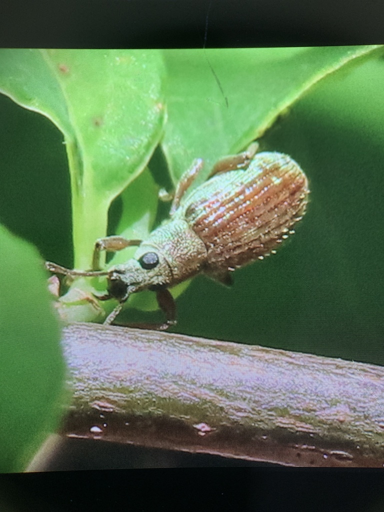 Asian Oak Weevil from New York Botanical Garden, New York, NY, US on ...